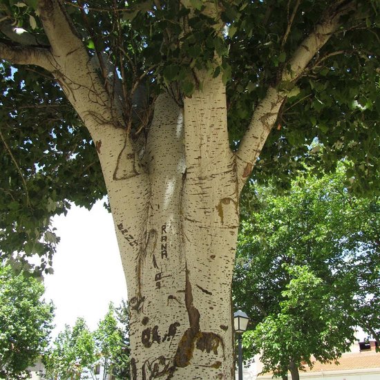 POPULUS ALBA 'NIVEA' - Populier - stamomtrek 6-8 cm blote wortel | bol
