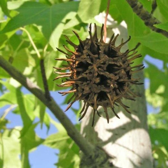 Liquidambar Styraciflua - Amberboom - 175-200 cm pot | bol.com