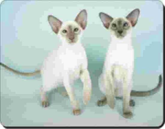 2 Siamese Katten Muismat | bol.com