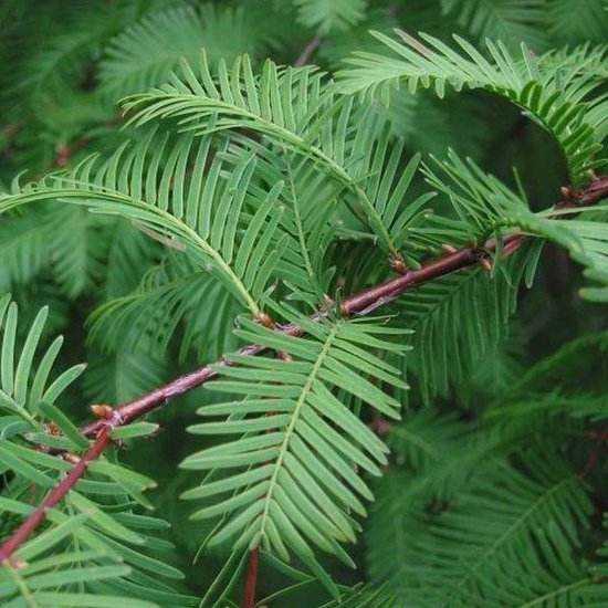 Metasequoia glyptostroboides - Chinese sequoia 100-125 cm kluit | bol.com