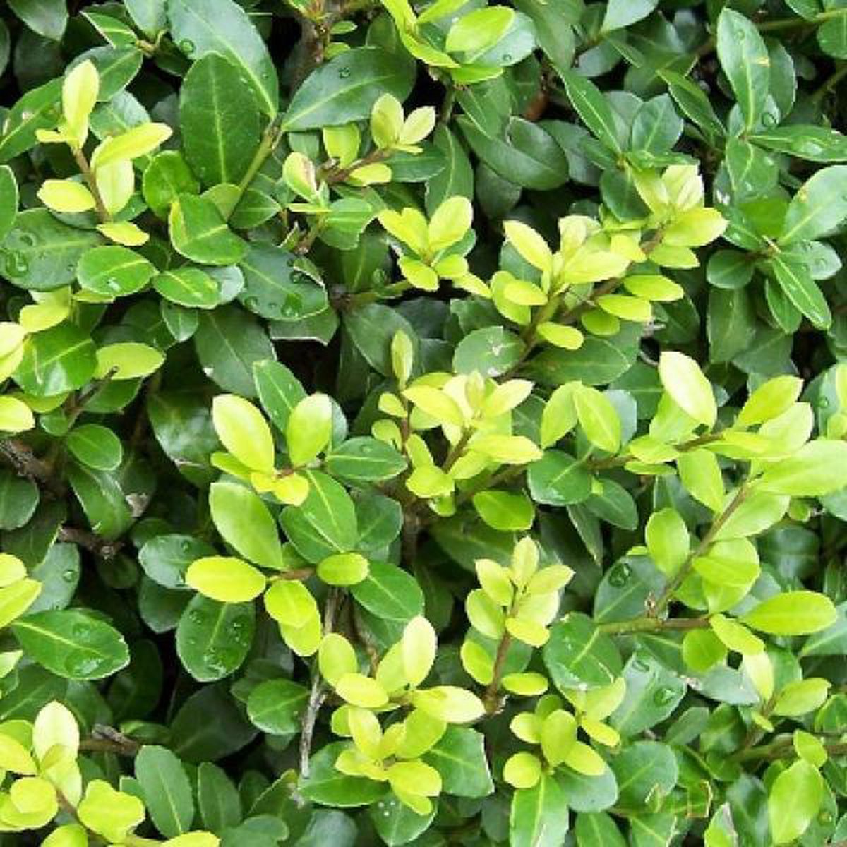 Ilex Crenata 'Dark Green'® 35 cm Bol | bol.com