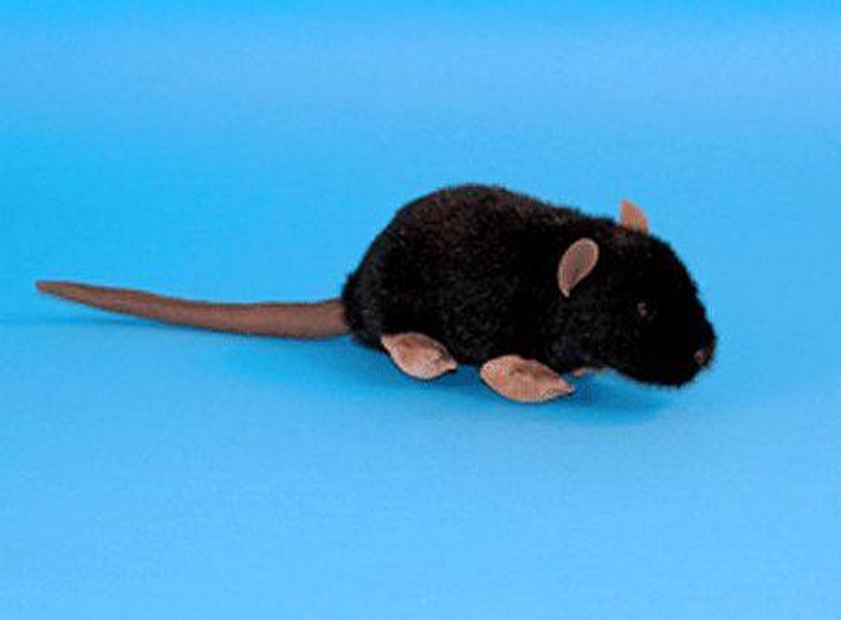 Pluche zwarte rat knuffel 23 cm | bol.com