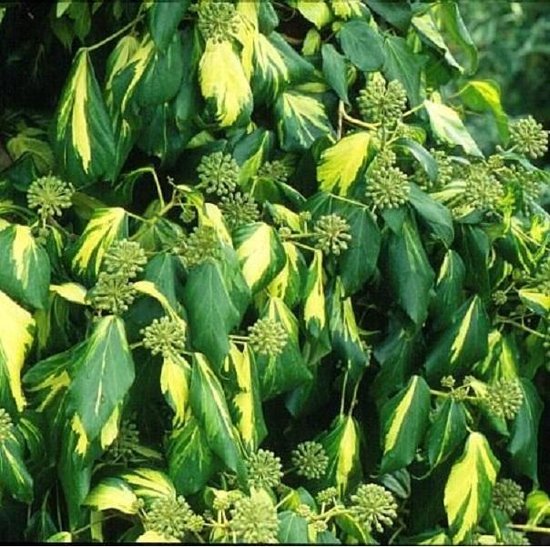 Hedera Colchica 'Sulphur Heart' - Klimop - 50-60 cm pot: Grootbladige ...