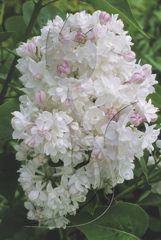 Sering (Syringa vulgaris) 'Beauty of Moscow' | bol