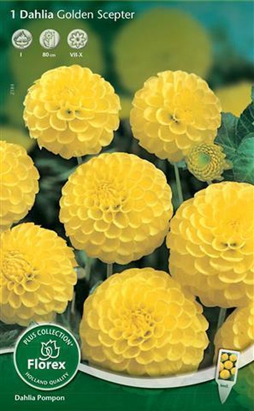 Dahlia Pompon Bloembol - Deepest Yellow | bol.com