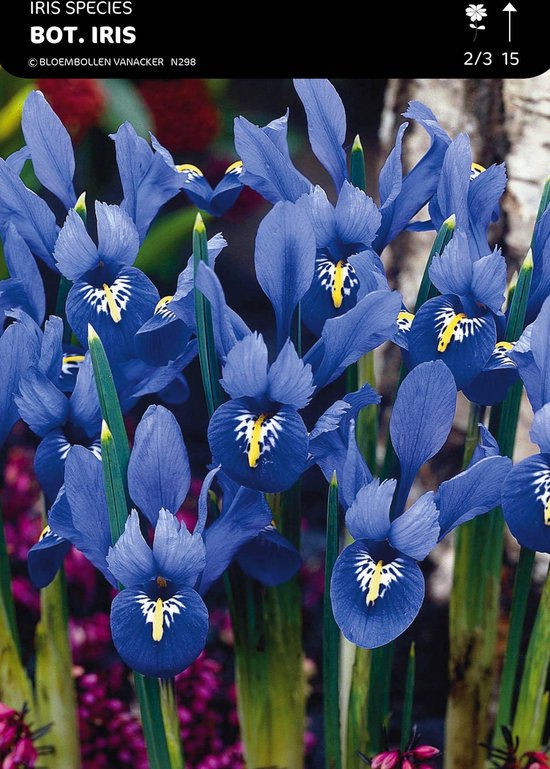 50 x Iris 'Reticulata Blauw' Bloembollen - Intens Blauwe Bloemen met een Geel Patroon | bol