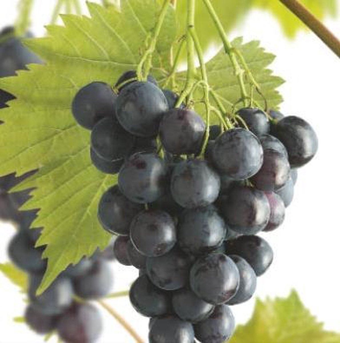Vitis vinifera Muscat Blue | bol.com