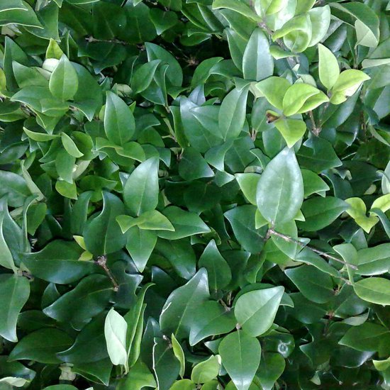 Ligustrum Lucidum - Liguster - 30-40 cm in pot: Grote struik of kleine ...