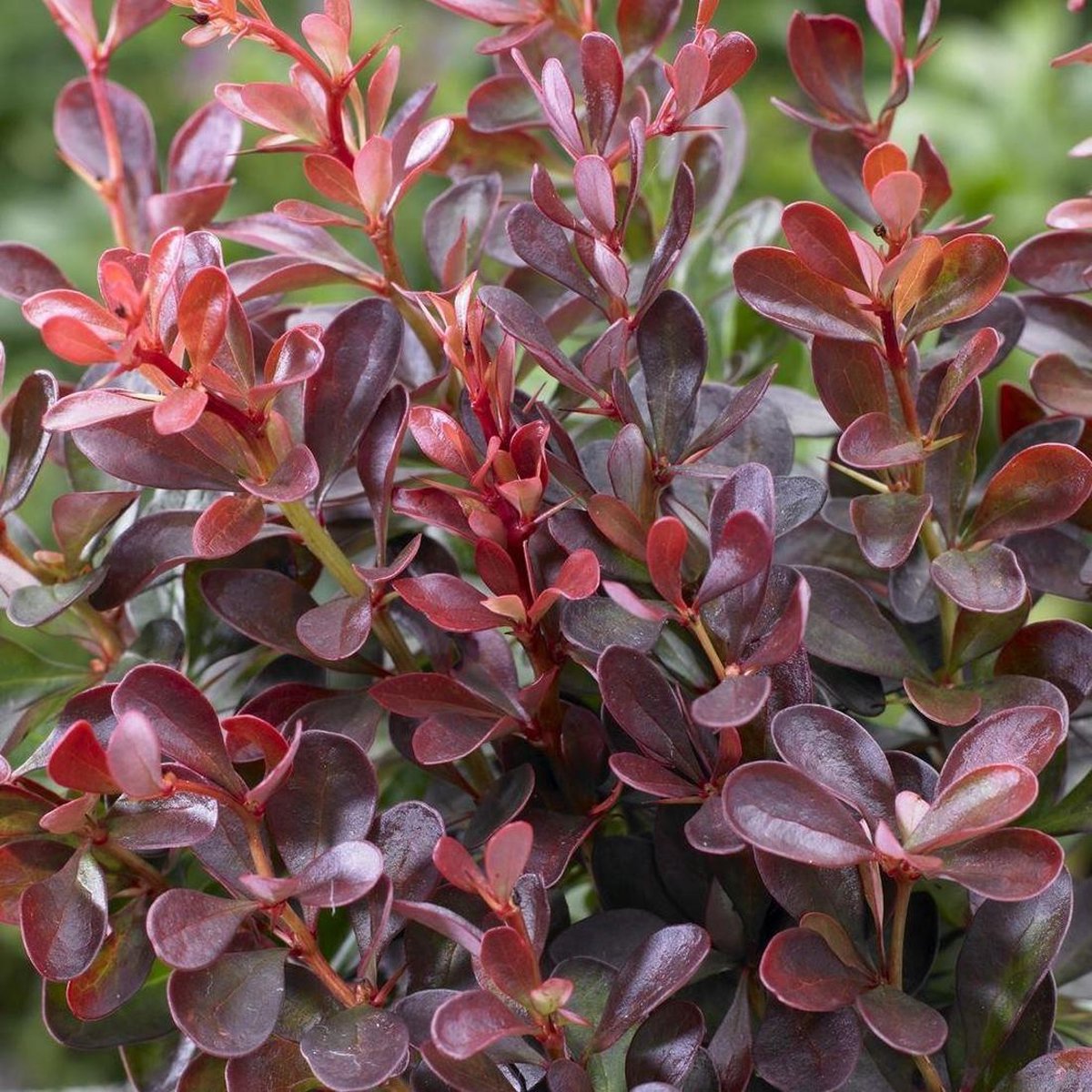 Berberis Thunbergii 'Atropurpurea Nana' - Zuurbes 20-25 cm pot | bol.com