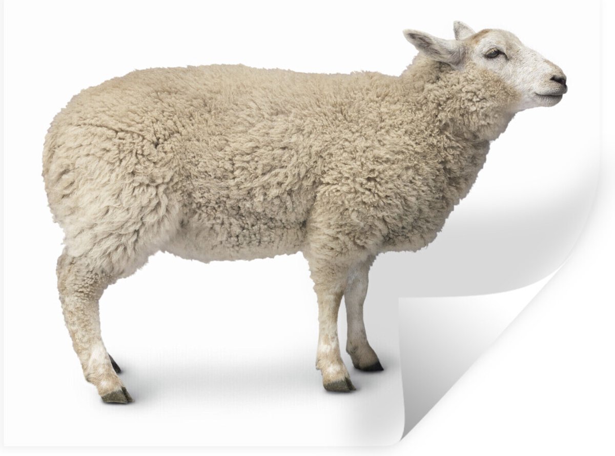 Sticker Muursticker Mouton sur fond blanc - Mouton en peluche en photo de côté -... | bol.com
