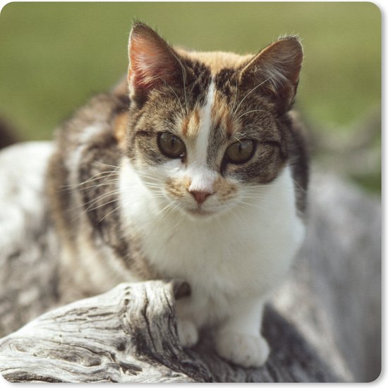 Muismat XXL - Bureau onderlegger - Bureau mat - Katten - Stenen ...