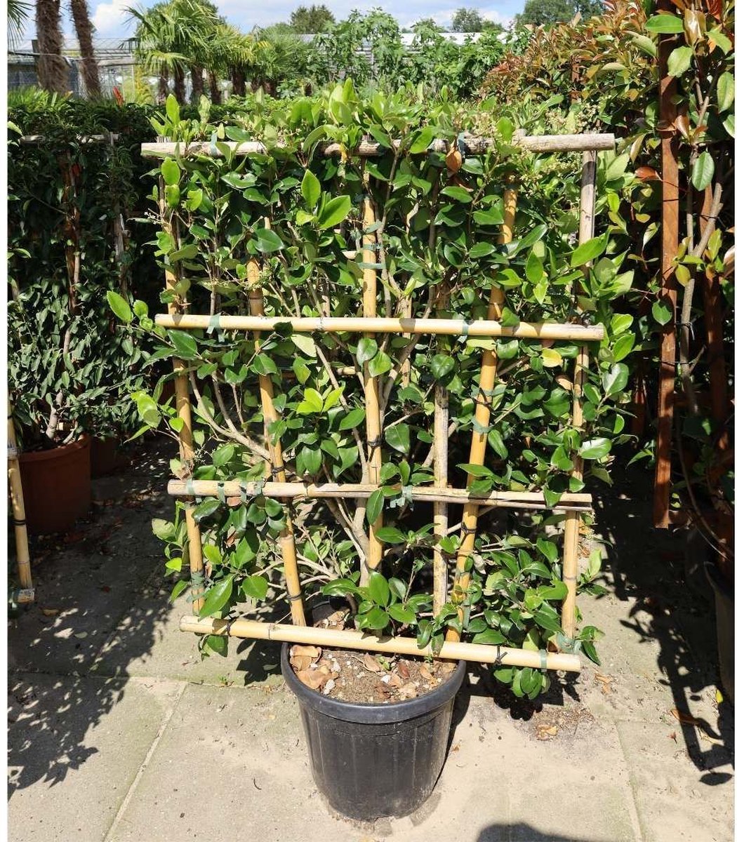 Liguster Texanum (kant-en-klare haag) - Ligustrum japonicum 'Texanum ...