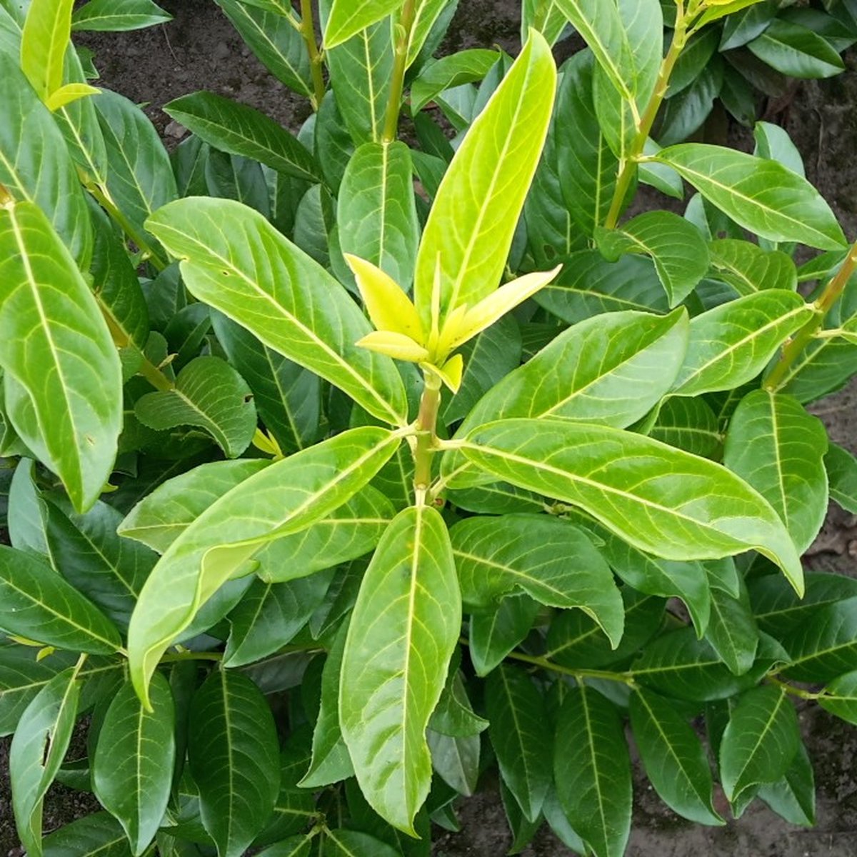 Laurierkers Genolia (kant-en-klare haag) - Prunus laurocerasus 'Genolia ...