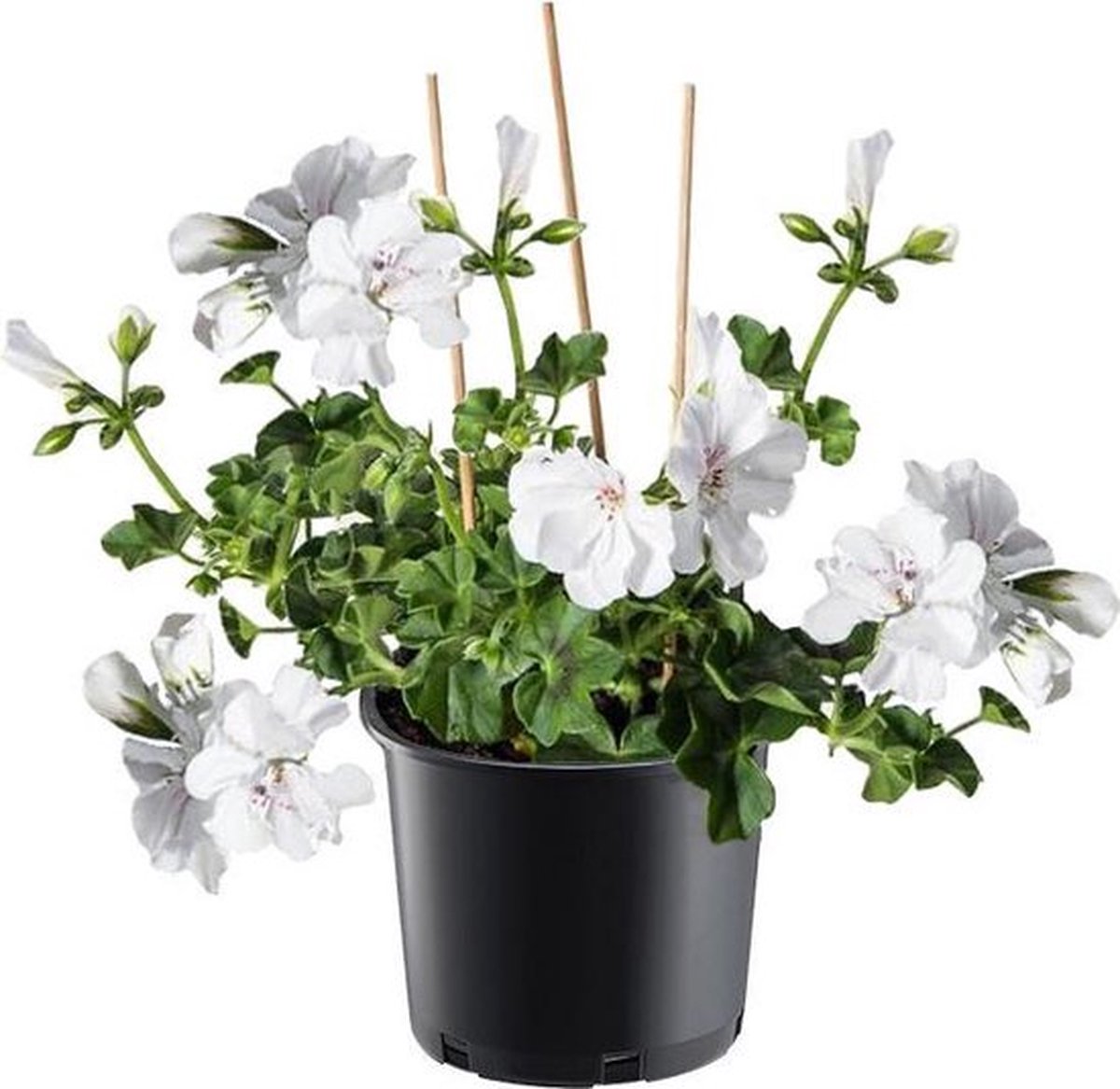 Hang geranium - wit - hanggeranium - Pelargonium peltatum - 6 stuks ...