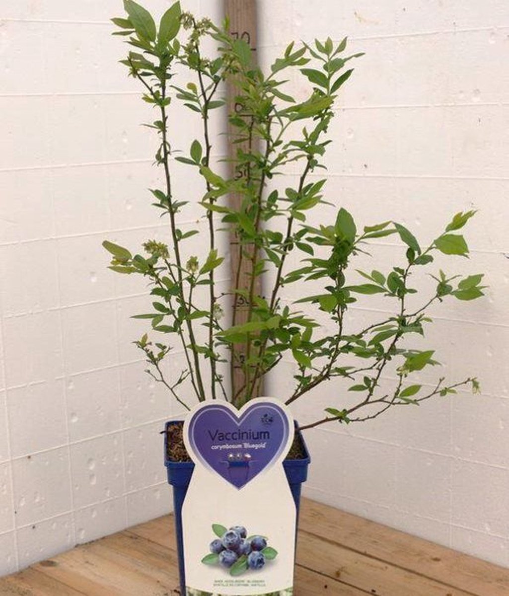 Haag Fruit pakket- 4 planten- Fruitstruik- 60 cm hoog- Potgekweekt ...