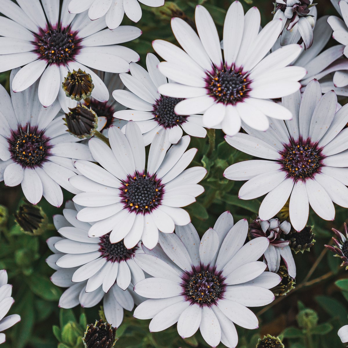 Bloem van Botanicly – Spaanse Margriet – Hoogte: 25 cm – Osteospermum ...