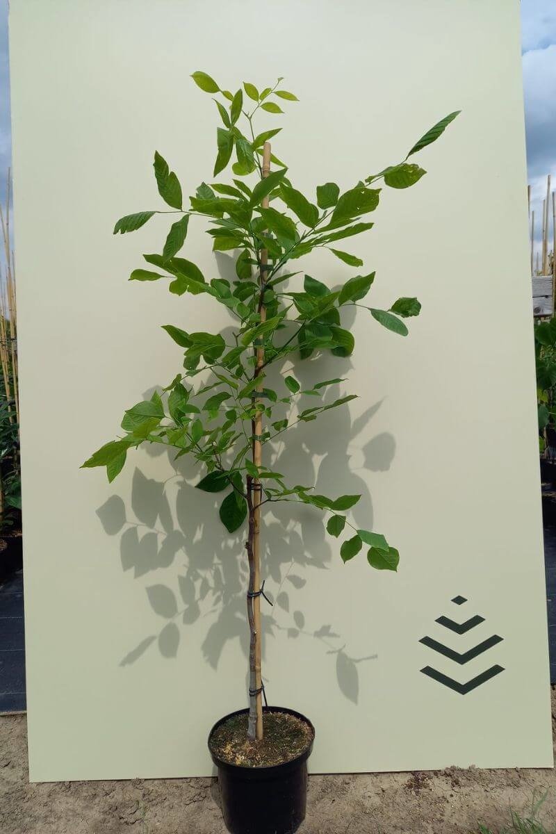 Jonge Geelhout boom | Cladrastis kentukea | 100-150cm hoogte | bol.com