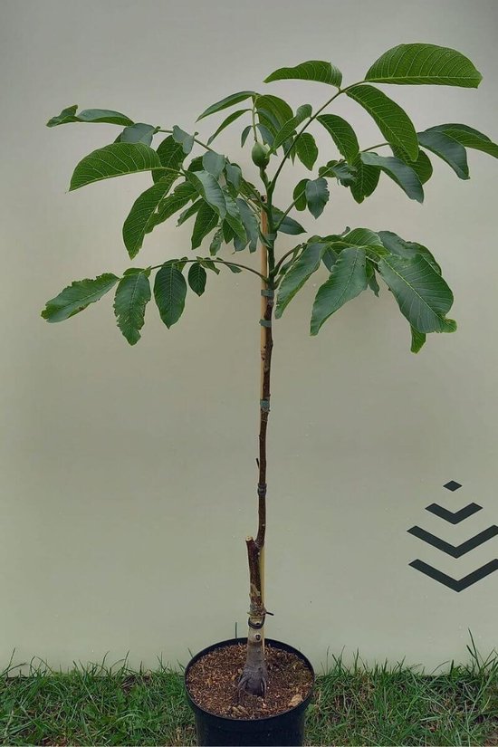 Jonge Roodvruchtige Walnoot boom | Juglans regia 'Red Rief' | 80-100cm ...