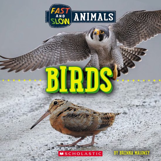 Wild World - Fast and Slow: Birds (Wild World) (ebook), Brenna Maloney ...
