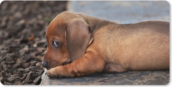 Muismat XXL - Bureau onderlegger - Bureau mat - Teckel puppy ligt op de ...