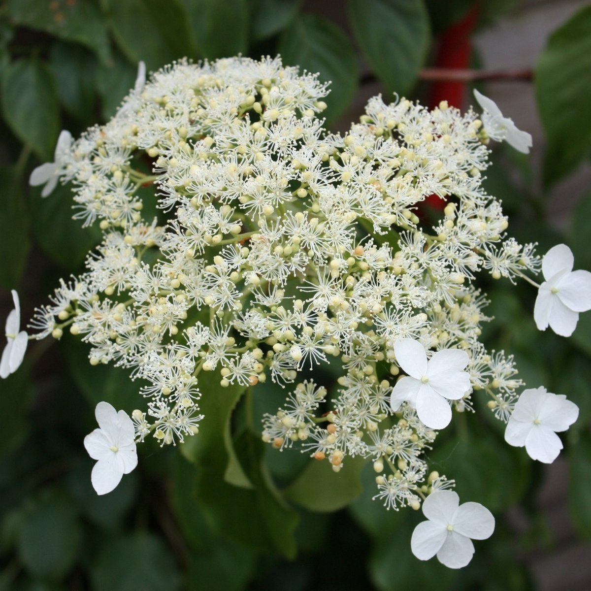 Klimhortensia Silver Lining - Hydrangea anomala petiolaris 'Silver ...