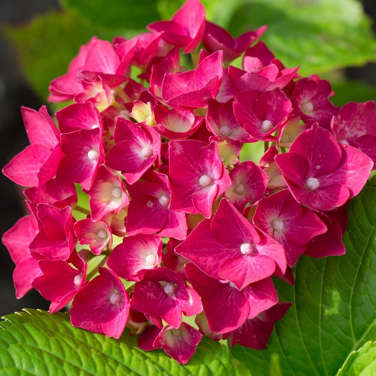 Hortensia Masja - Hydrangea macrophyllus 'Masja' | bol