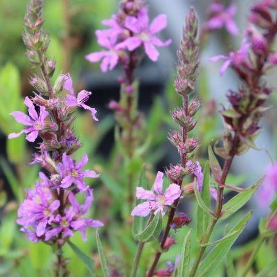 6x Lythrum salicaria - Kattestaart - Pot 9x9 cm | bol