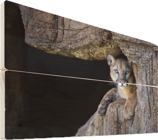 Puma in cave Wood 30x20 cm - small - Tirage photo sur bois (Décoration ...
