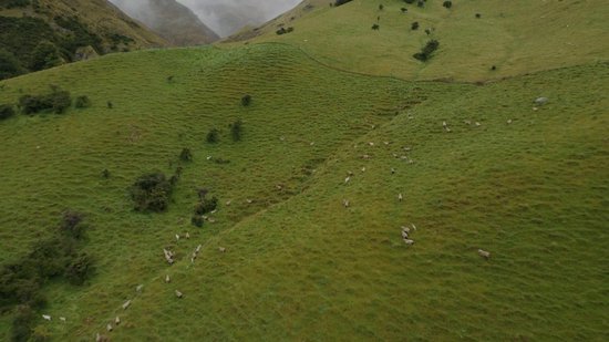 45 Gram - Pelgrim Wol antidruk Wandelwol Voor Voeten - Bij Voetongemak ...