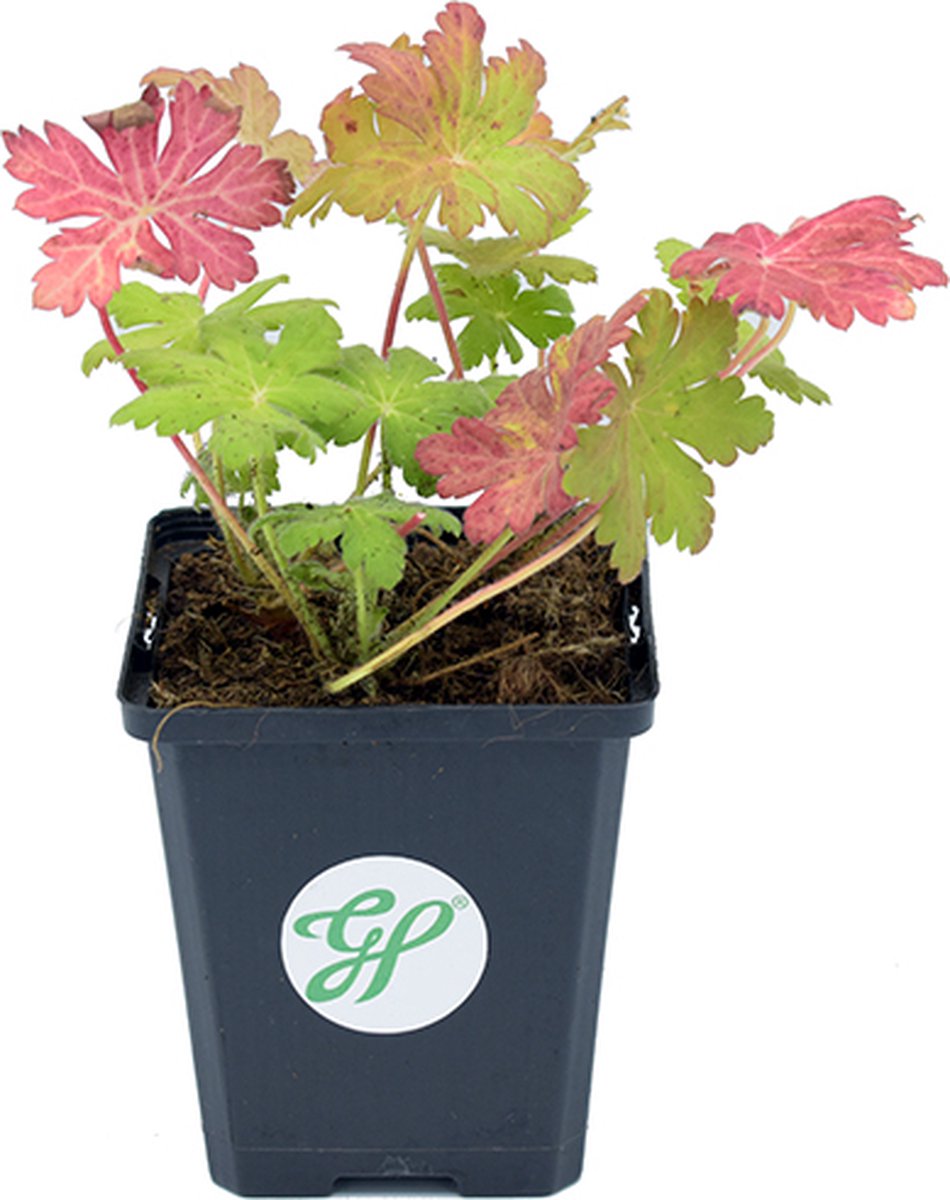 50 x Geranium macrorrhizum Spessart - Ooievaarsbek in 9x9cm pot met ...