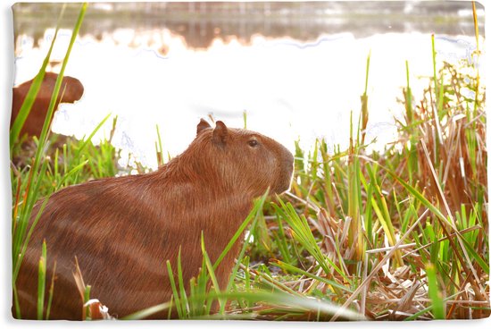 Kussenhoes 60x40 cm - Een Capibara tussen het hoge riet - Katoen ...