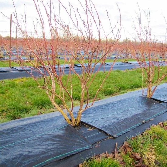 Mulch Film - 2X10m - PE - Zwart - Kunststof Mulch - Tuin ...