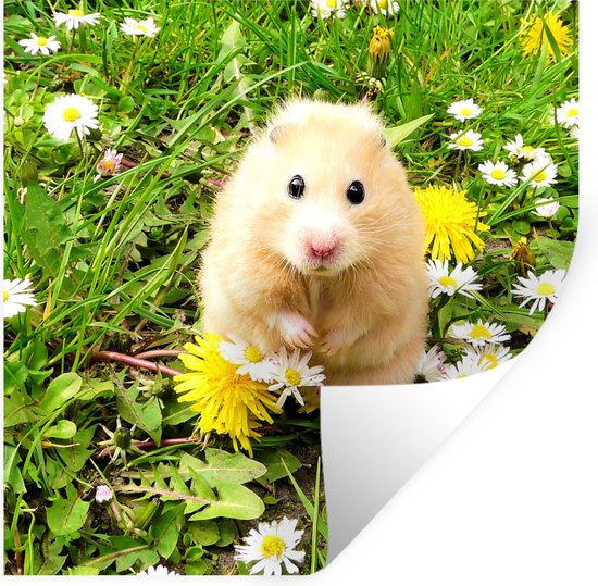 Muurstickers - Sticker Folie - Hamster - Bloemen - Gras - 100x100 cm ...