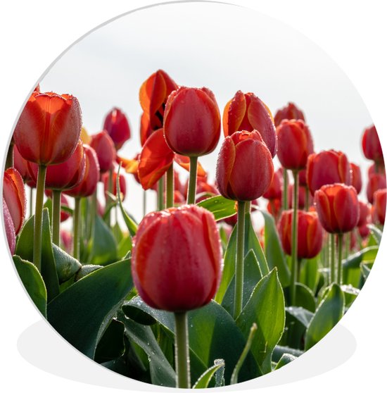 WallCircle - Wandcirkel ⌀ 120 - Een gebied met rode tulpen in Nederland ...