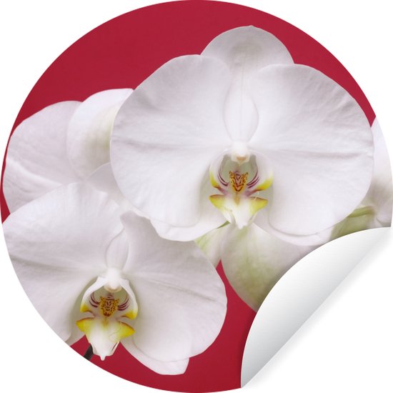 WallCircle - Muurstickers - Behangcirkel - Witte orchidee op rood - ⌀ 140 cm -... | bol