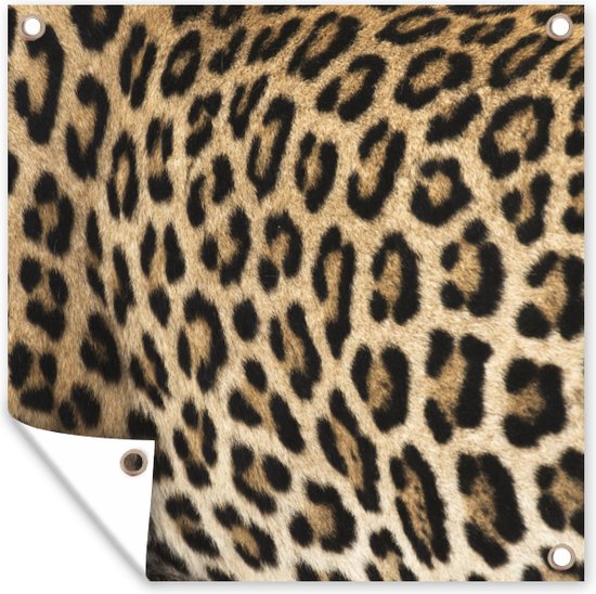 Posters de jardin Fourrure de panthère - 50x50 cm - Toile de jardin ...