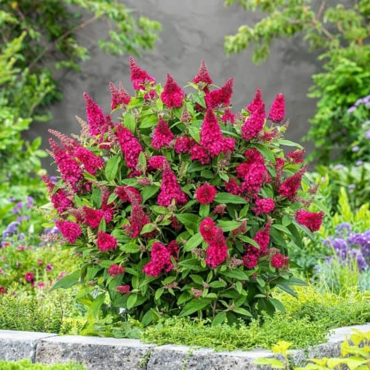 2x Buddleja davidii butterfly Candy ´Little Ruby´ – Dwergvlinderstruik ...
