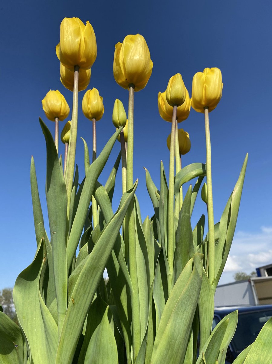 Tulipa Jan van Nes / 30 tulpenbollen / gewoon een goede tulp geel | bol.com
