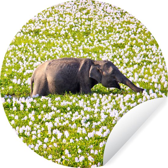 WallCircle - Muurstickers - Behangcirkel - Olifant - Water - Planten - Groen - Natuur... | bol