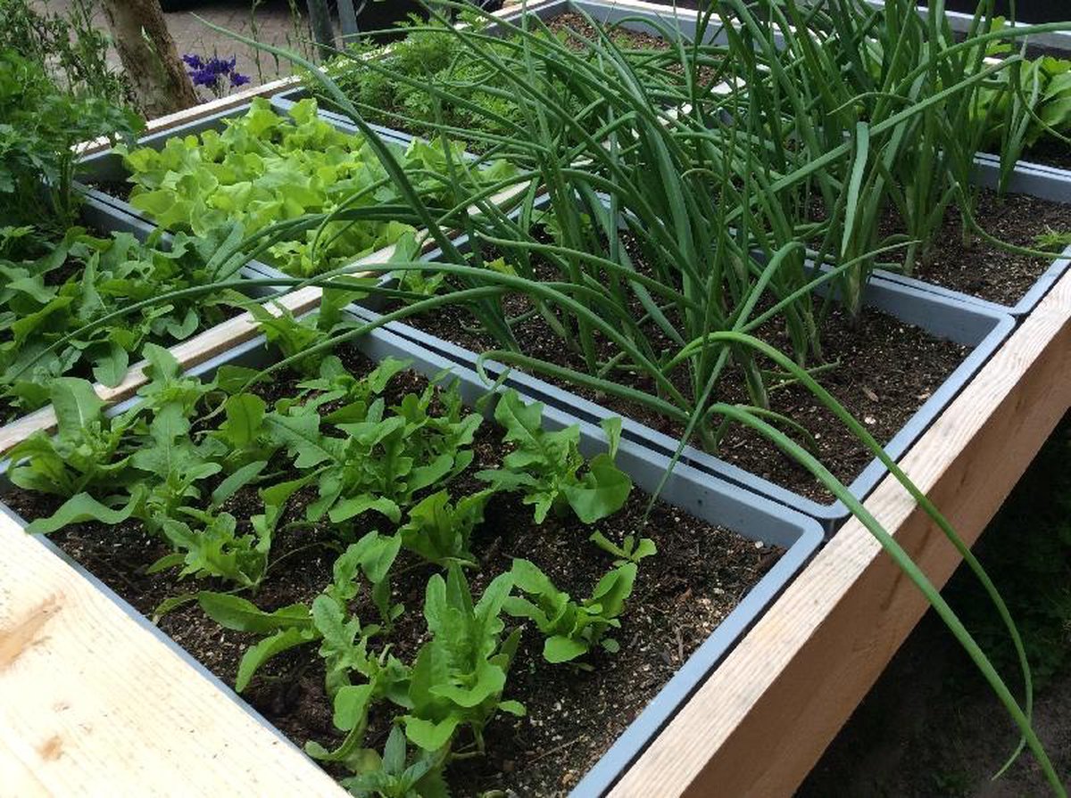 MOEStuintafel - Big John met 8 losse moestuinbakken | bol.com