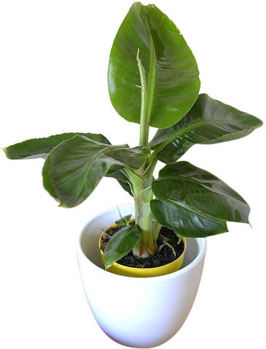 Garde Marketplace Plantes d'intérieur Musa Dwarf Cavendish (Bananier ...