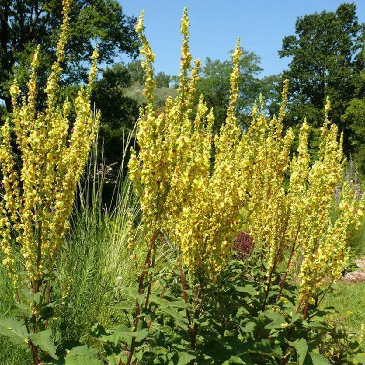 6 x Verbascum Olympicum - Toorts pot 9x9cm | bol.
