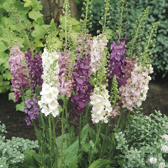 6 x Verbascum Phoeniceum - Toorts Pot 9x9 cm - Paarse Torenbloemen | bol