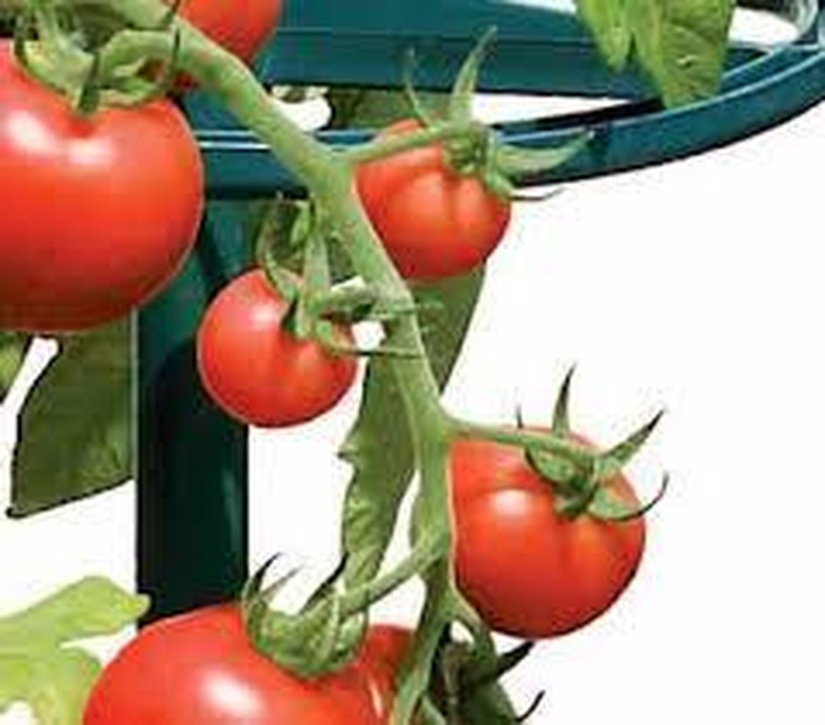 Biogreen Maxi Bio Green Maxitom plantentoren terracotta Met watertank ...