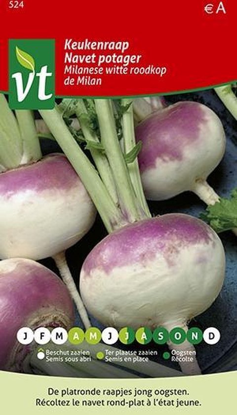 Keukenraap Milanese Witte Roodkop - Krokante Raap met Unieke Kleur | bol