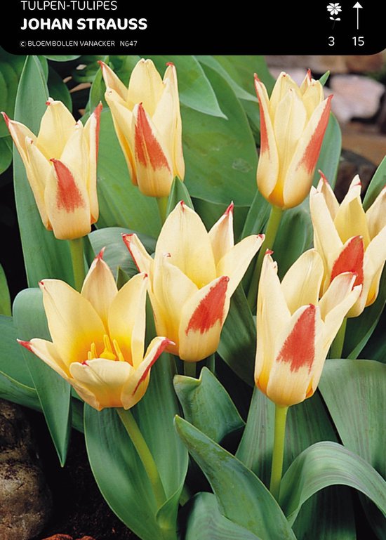 10 x Tulp Johann Strauss | bol