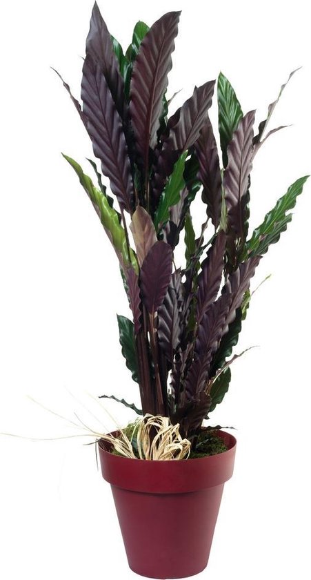 Calathea 'Tropistar | Luchtzuiverende Calathea per 2 stuks-Kamerplant ...