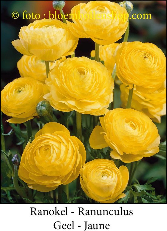 ranonkel Geel 40 bollen maat 8/+ | bol