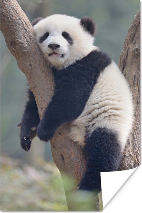 Jonge panda slaapt in een boom 20x30 cm - klein - Foto print op Poster ...