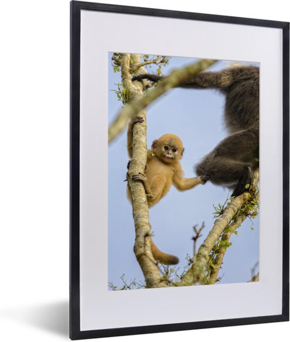 Fotolijst incl. Poster - Jonge aap kijkend in de camera - 30x40 cm ...